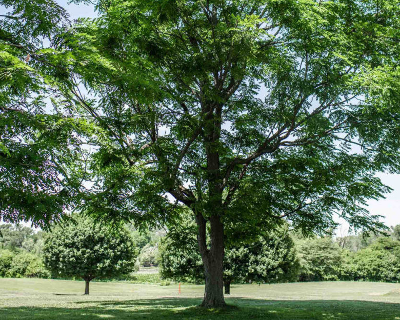 Upcoming Events – Buffalo Olmsted Parks