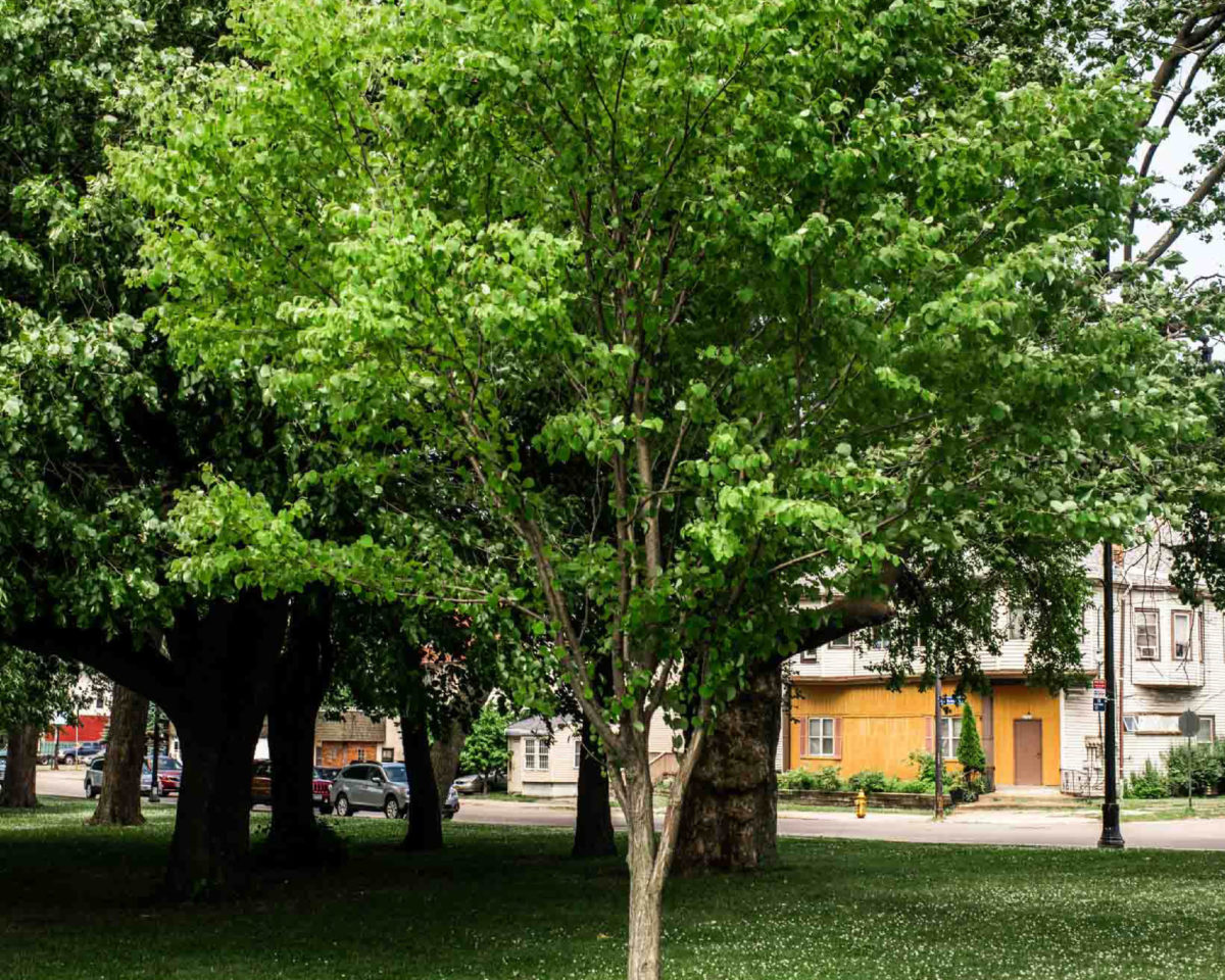 TREEventure Around South Park | Buffalo Olmsted Parks Conservancy