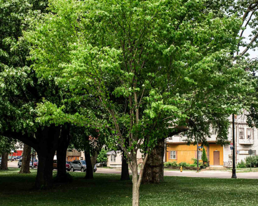 TREEventure Around South Park | Buffalo Olmsted Parks Conservancy