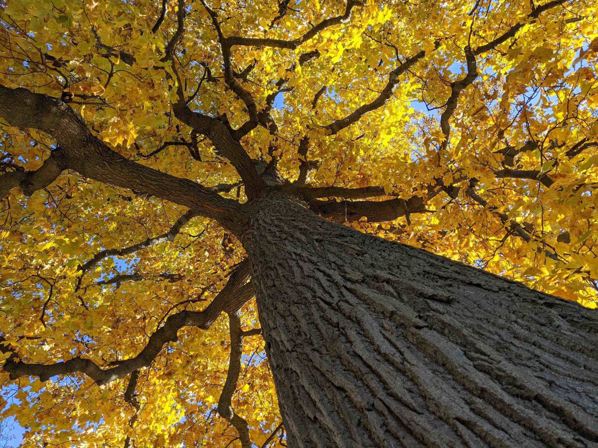 South Park | Buffalo Olmsted Parks Conservancy